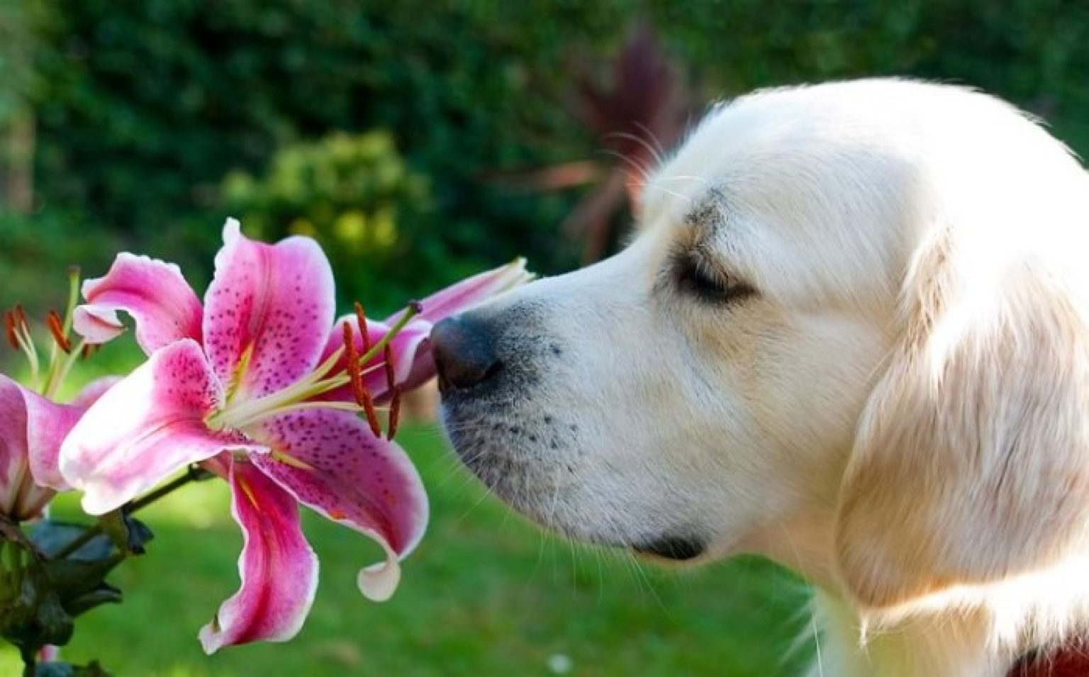 Dog’s Sense Of Smell: Unraveling The Mystery With 13 Fascinating Facts 2026